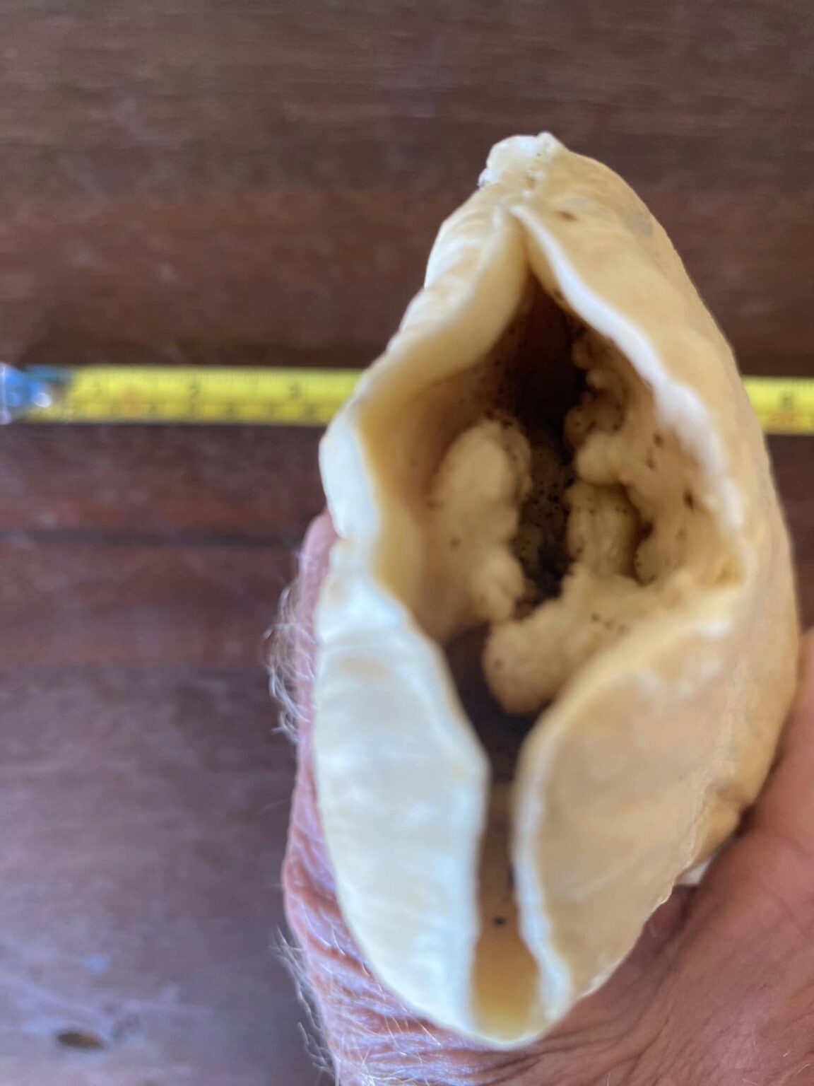 Buy Massive Authentic Vintage Sperm Whale Tooth - whaleivorysales.com