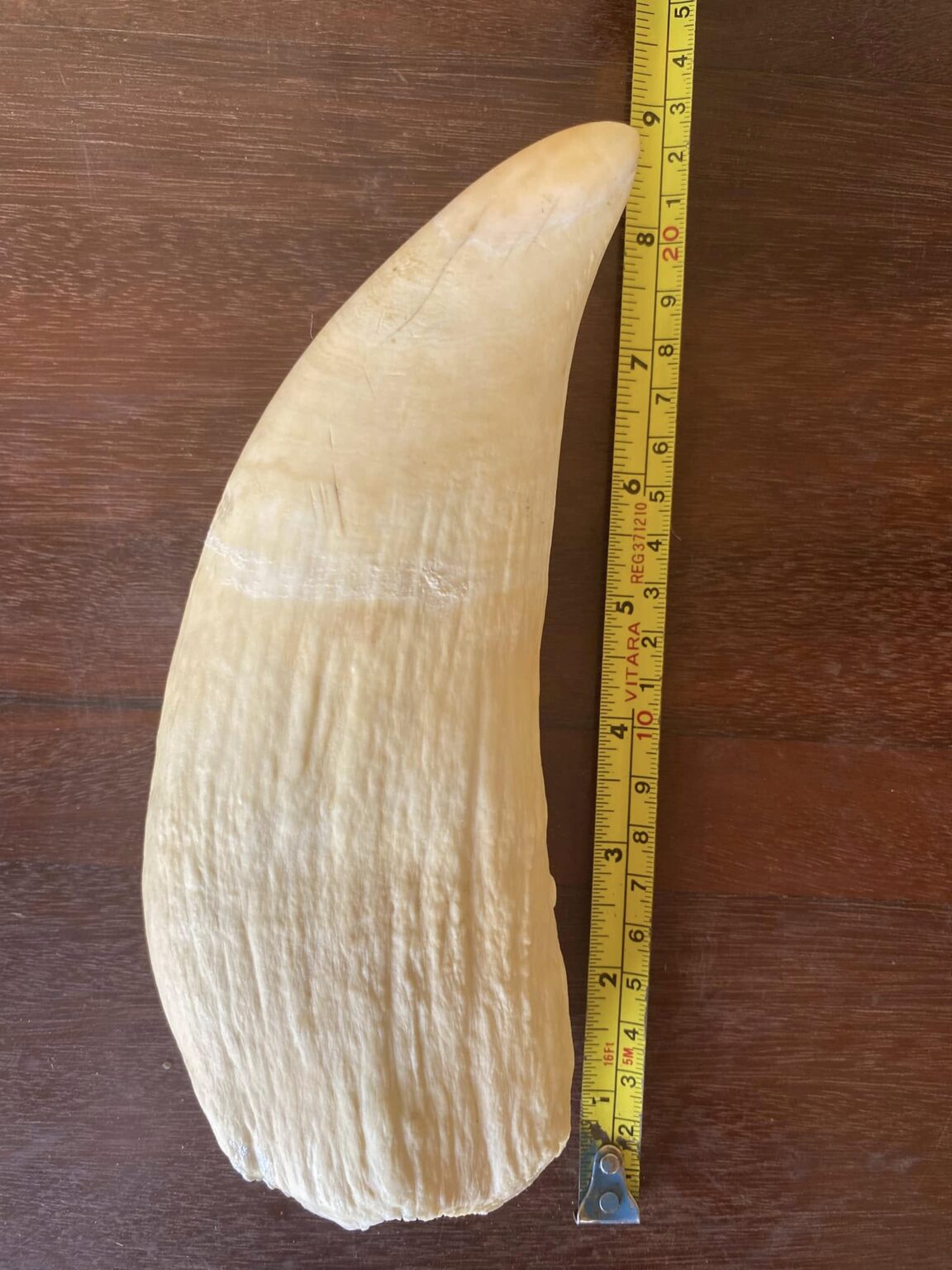 Buy Massive Authentic Vintage Sperm Whale Tooth - whaleivorysales.com
