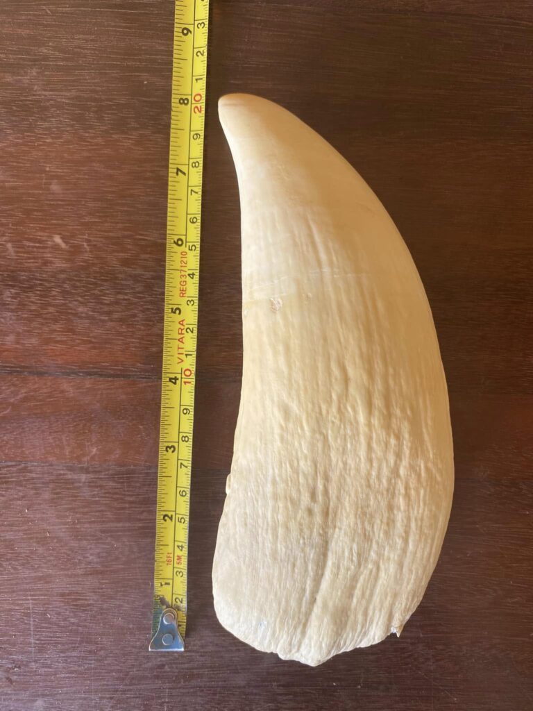 Buy Massive Authentic Vintage Sperm Whale Tooth - whaleivorysales.com