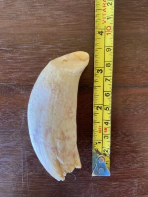 Buy Five Genuine Vintage Sperm Whale Teeth - whaleivorysales.com