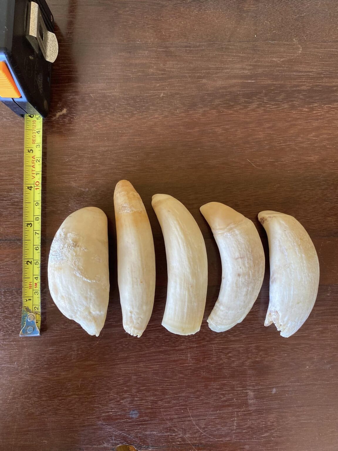 Buy Five Genuine Vintage Sperm Whale Teeth - whaleivorysales.com