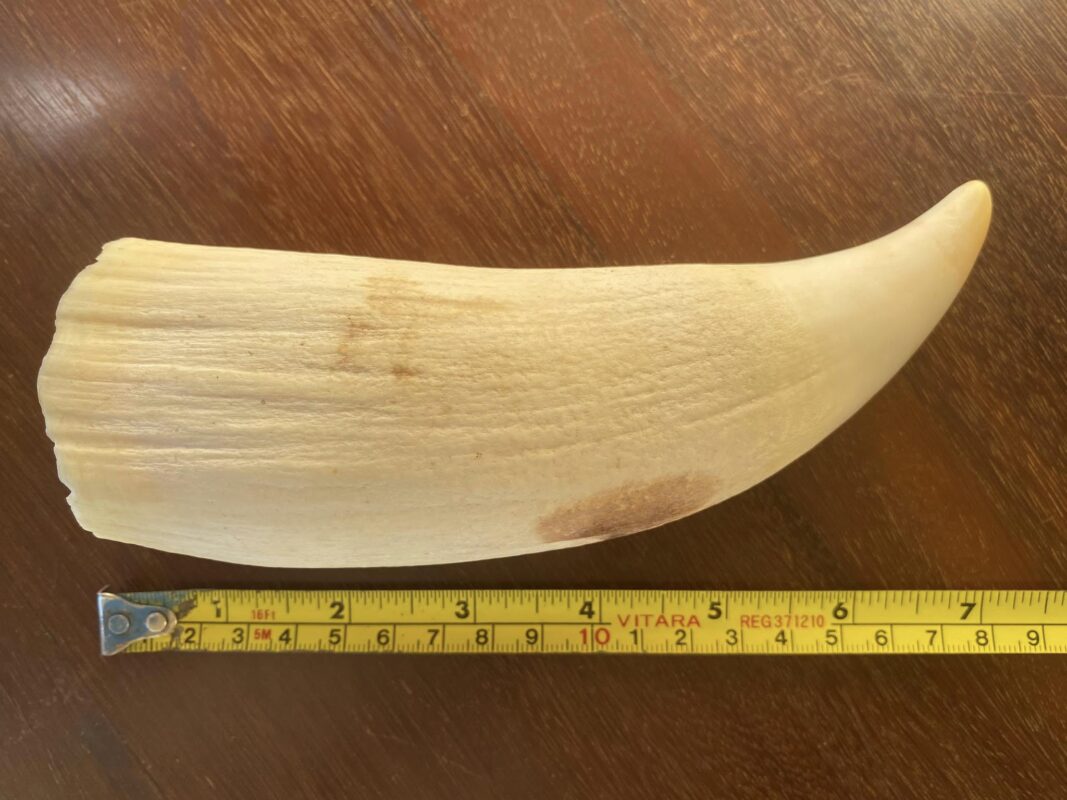 Buy Fabulous Vintage Ivory Sperm Whale tooth - whaleivorysales.com