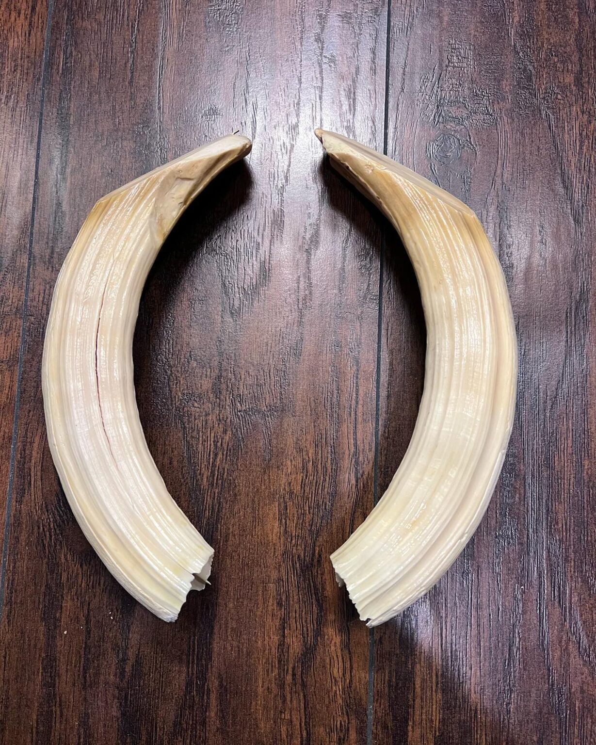 Buy Authentic Hippopotamus Ivory Tusks - whaleivorysales.com