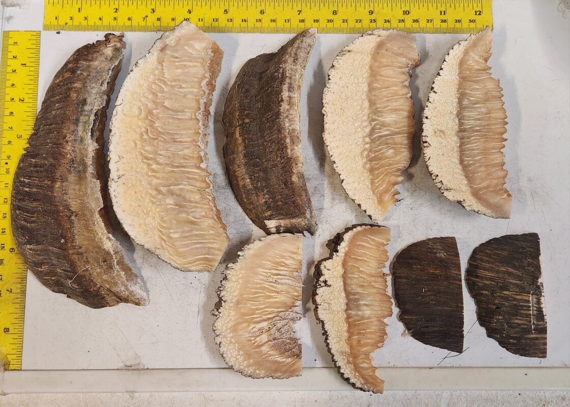 Musk Ox Horn - whaleivorysales.com
