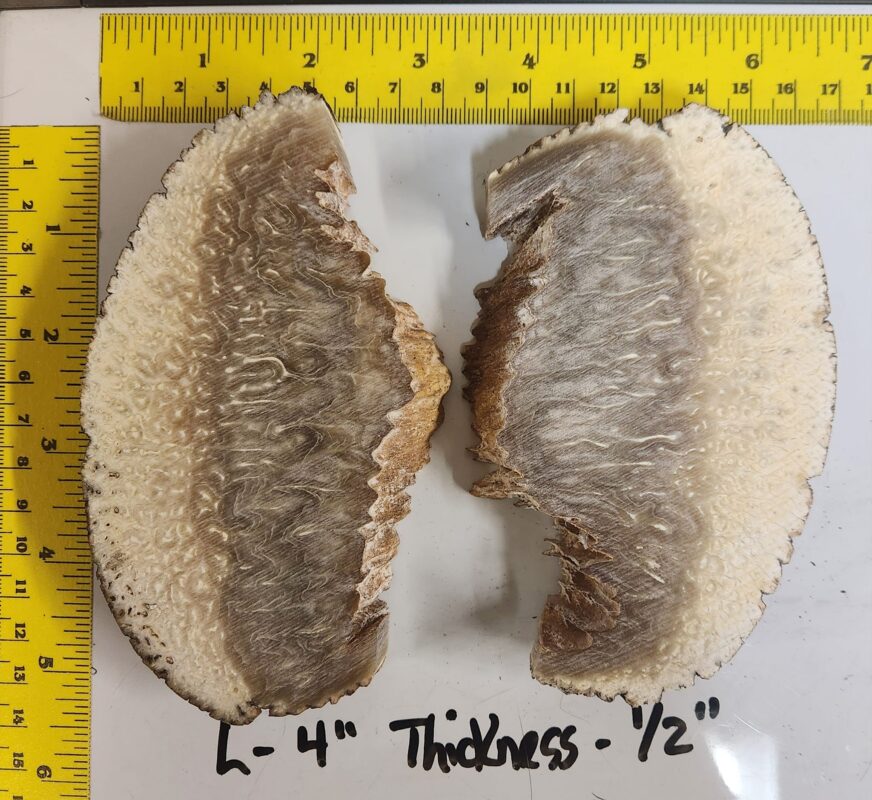 Buy Pair of Stabilized Musk Ox Horn Scales – Ethically Sourced ...