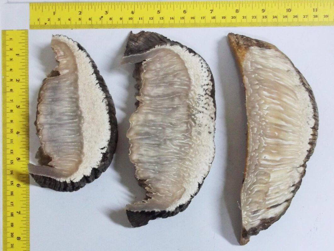 Buy Set of 3 Stabilized Musk Ox Horn Scales – Ethically Sourced from ...